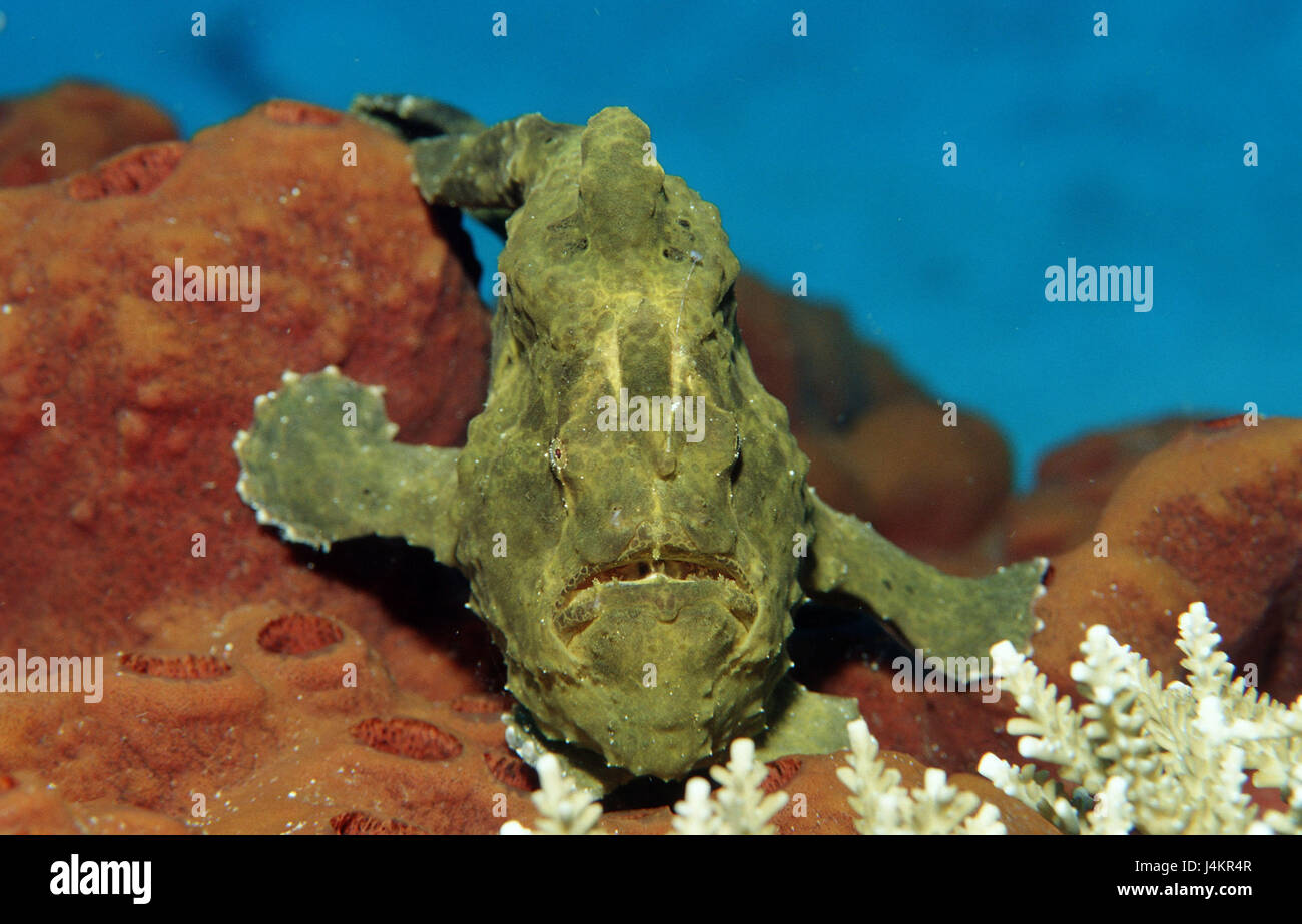 Giant-angler's fish, toad fish, Antennarius commersonii Stock Photo - Alamy