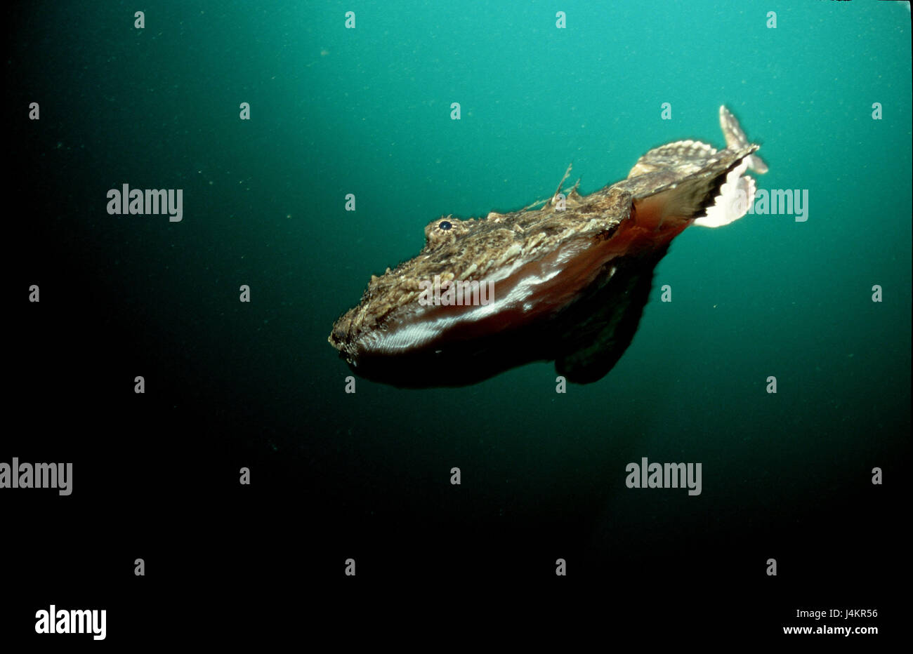 Monkfish lophius hi-res stock photography and images - Alamy