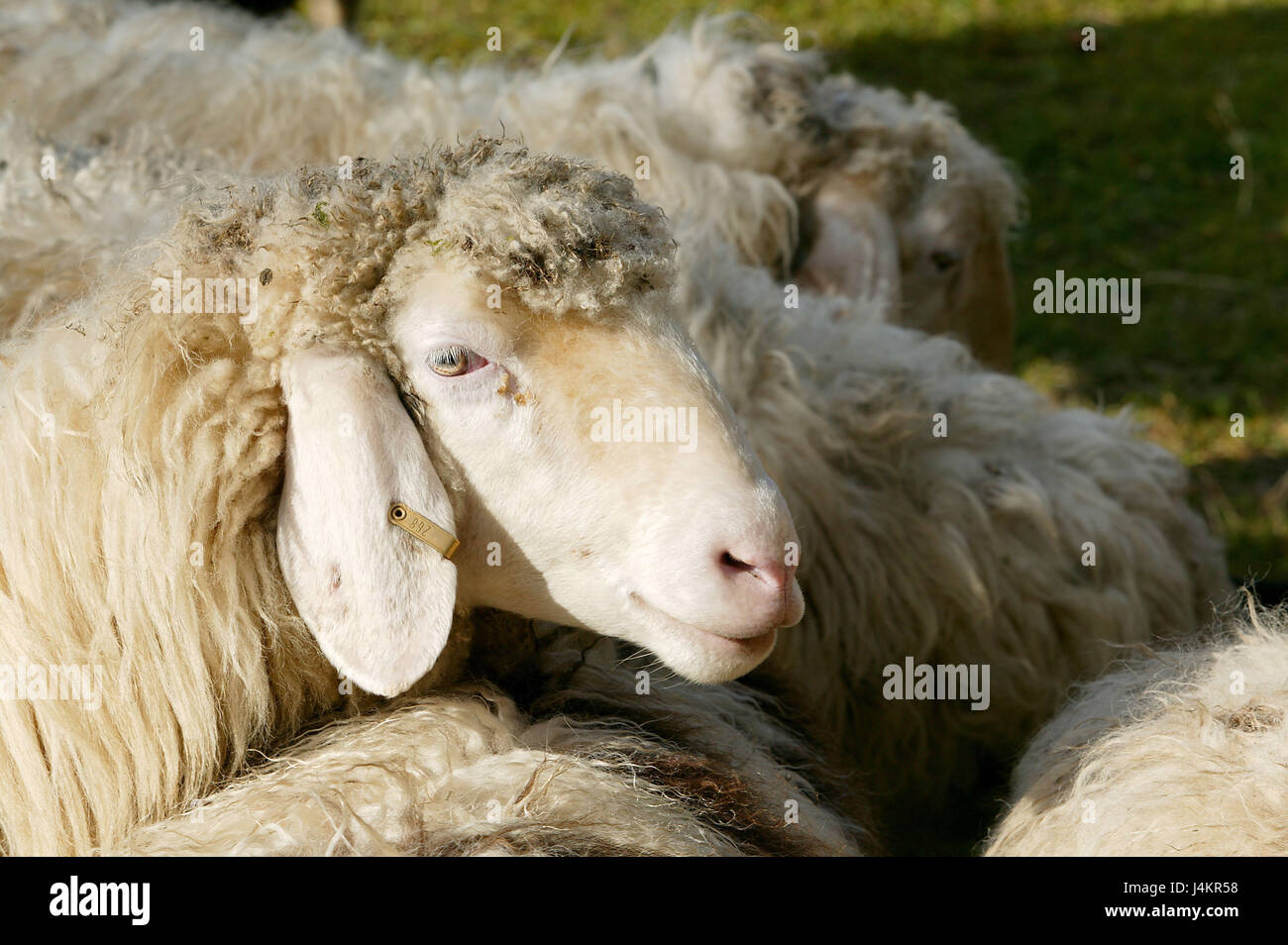 Flock of sheep, sheep, ear mark, detail animals, mammals, benefit ...