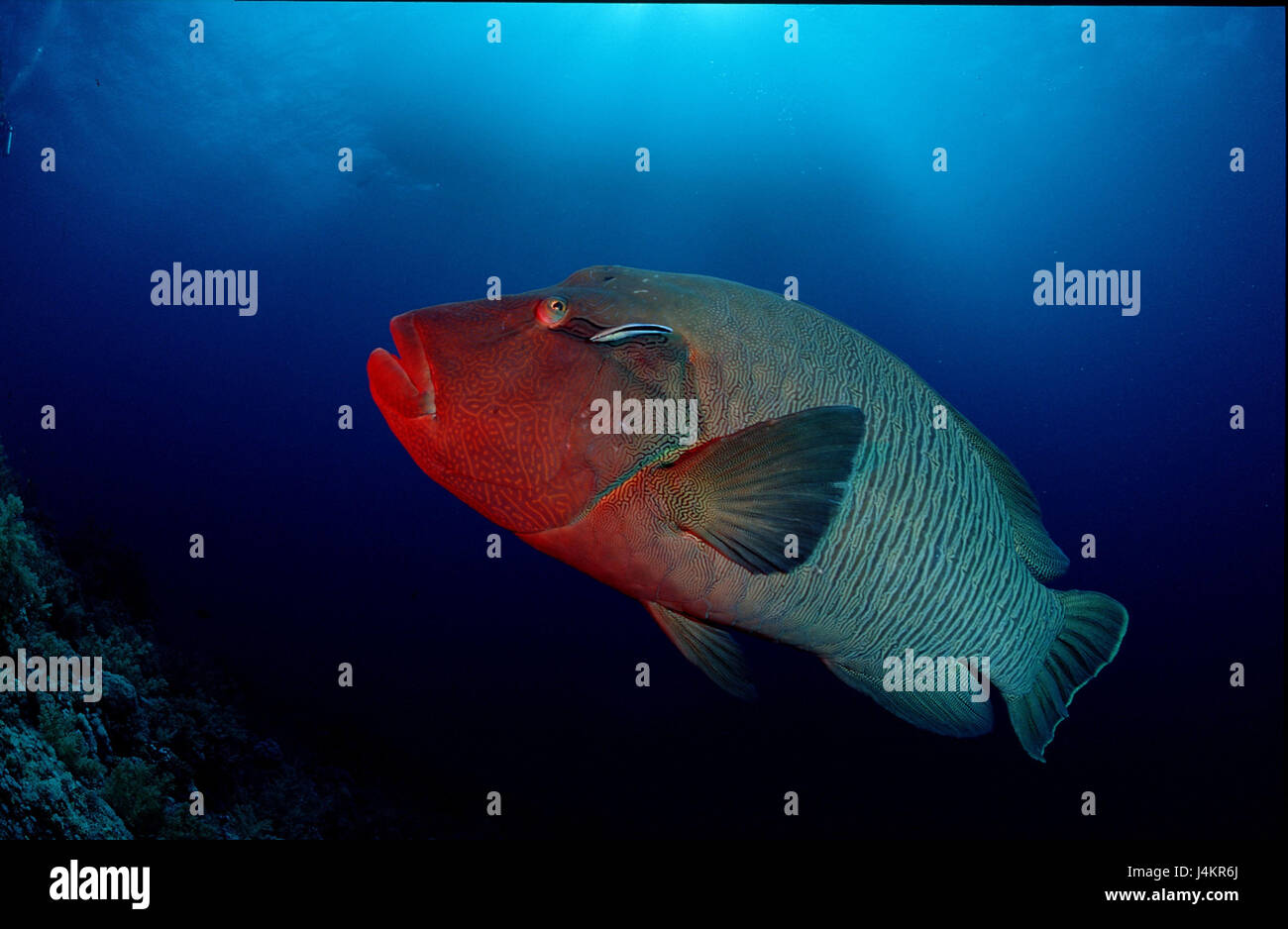 Napoleon's fish, Cheilinus undulatus Stock Photo - Alamy