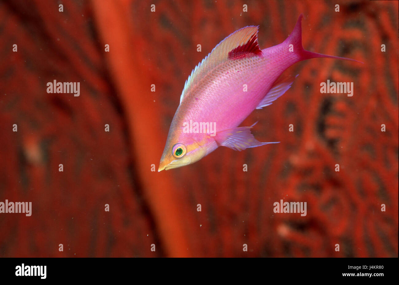 Tuka-flag perch, Pseudanthias tuka, coral, close up Stock Photo - Alamy