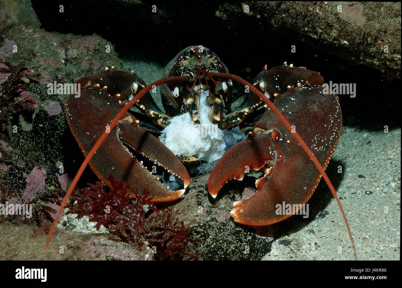 European lobster, Homarus gammarus, prey, eat Stock Photo - Alamy