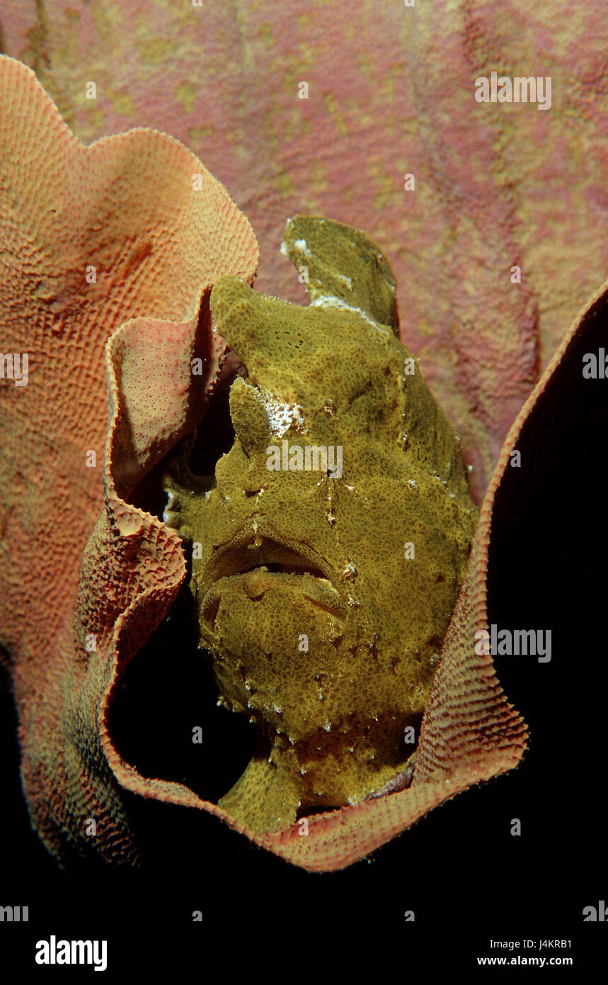 Giant anglers fish hi-res stock photography and images - Alamy