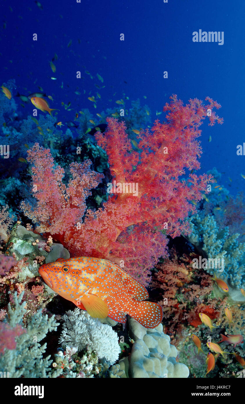 Jewels-jag perch, coral reef, Cephalopholis miniata Stock Photo - Alamy