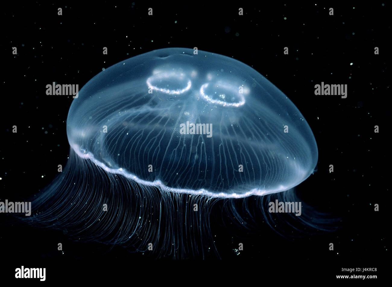 Ear jellyfish, Aurelia aurita Stock Photo - Alamy