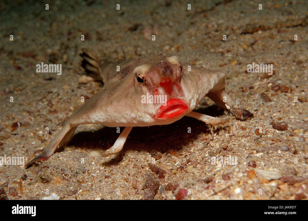Red lips bat fish hi-res stock photography and images - Alamy