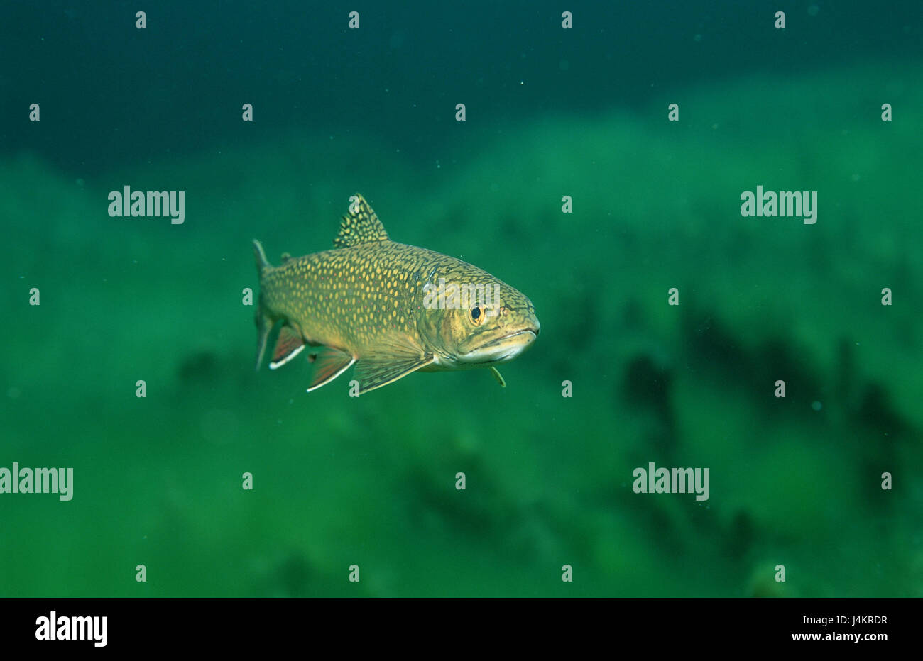 Brook char, Salvelinus fontinalis Stock Photo - Alamy