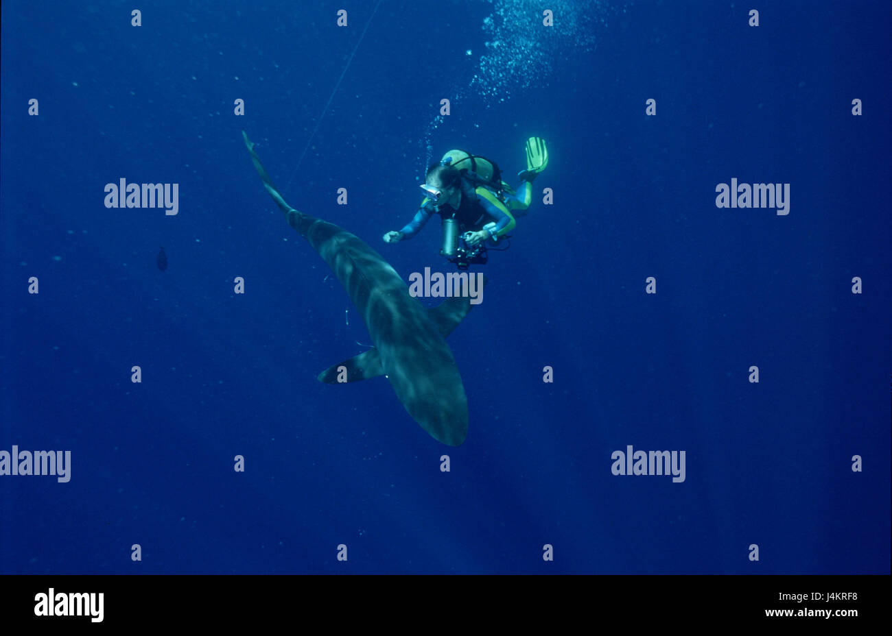 Silk shark, Carcharhinus falciformis, diver Stock Photo - Alamy