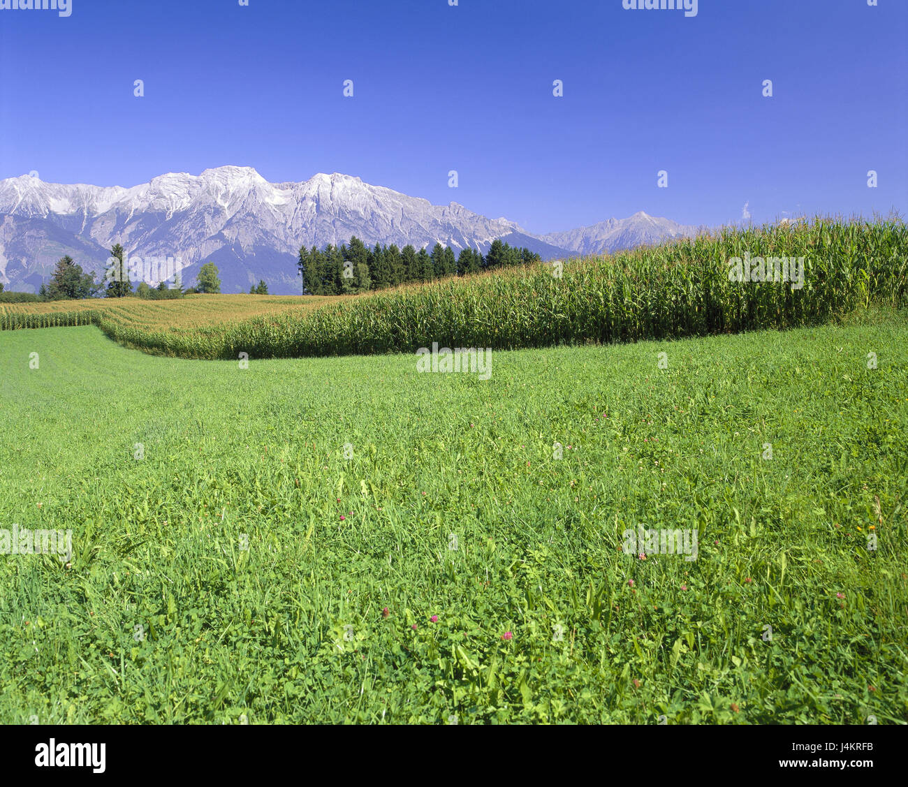 Austria, Tyrol, meadow, corn field, close Tulfes, Karwendelgebirge ...