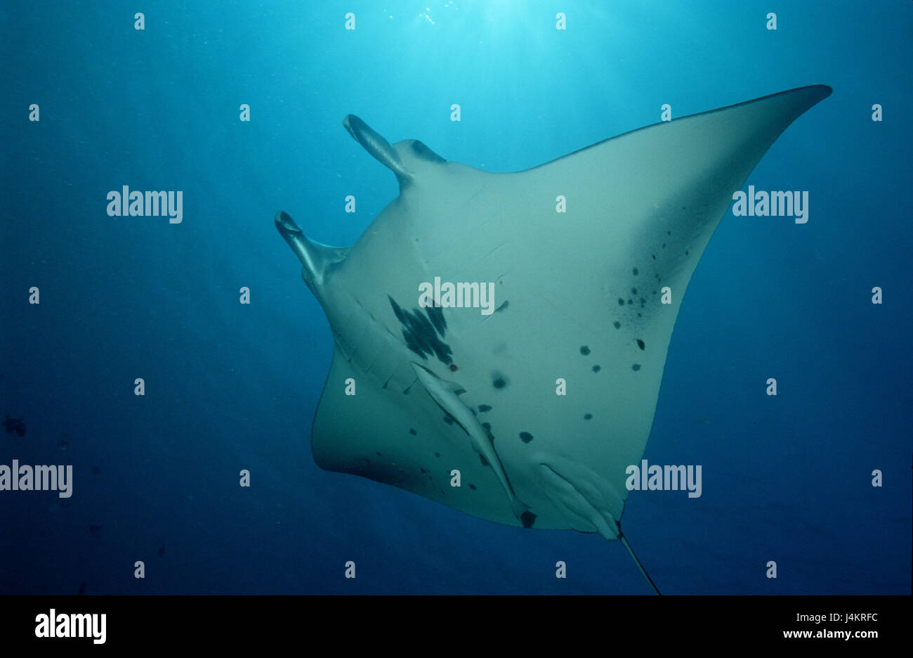 Manta rays skin hi-res stock photography and images - Alamy