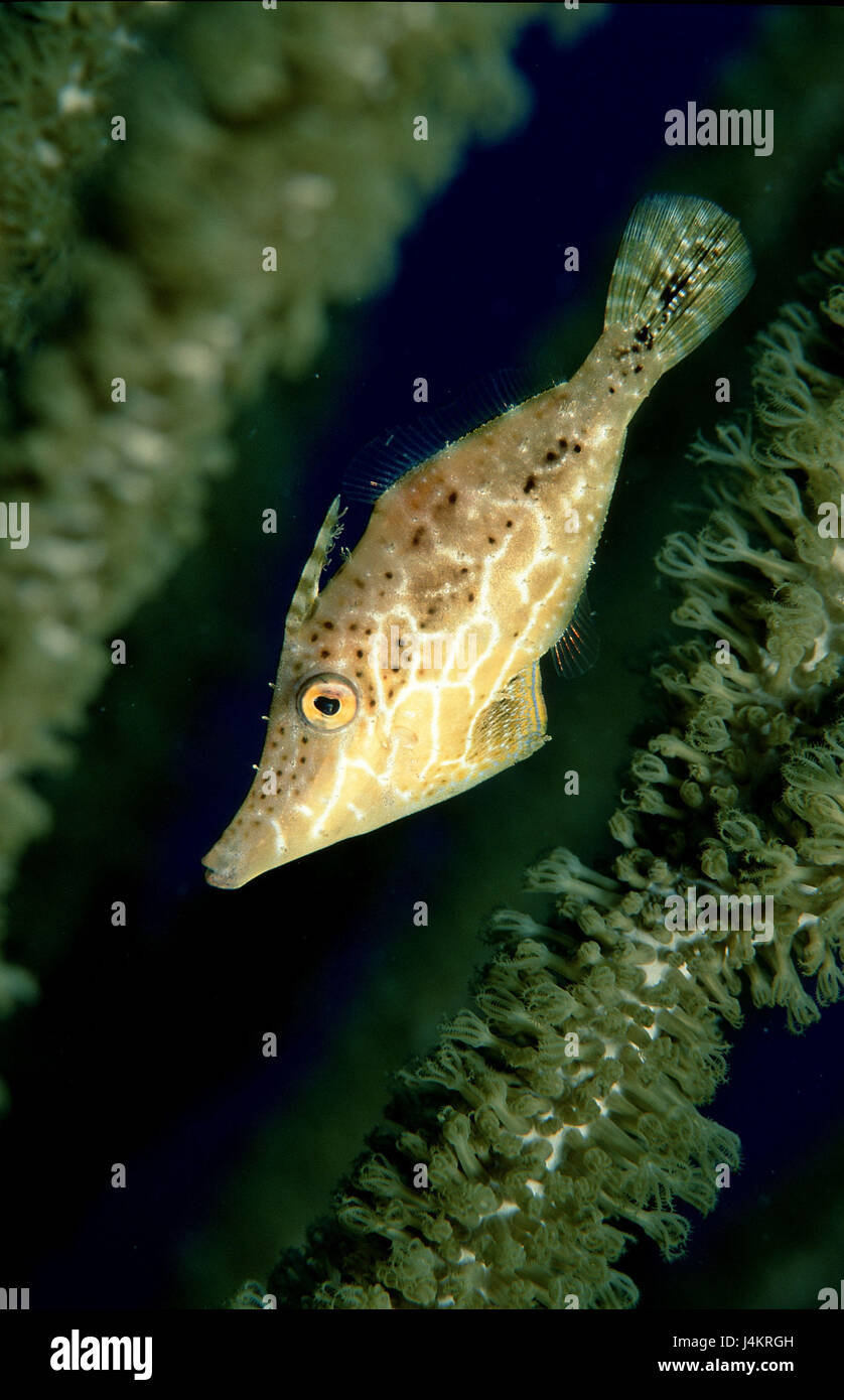 Slender file fish, Monacanthus tuckeri Stock Photo - Alamy