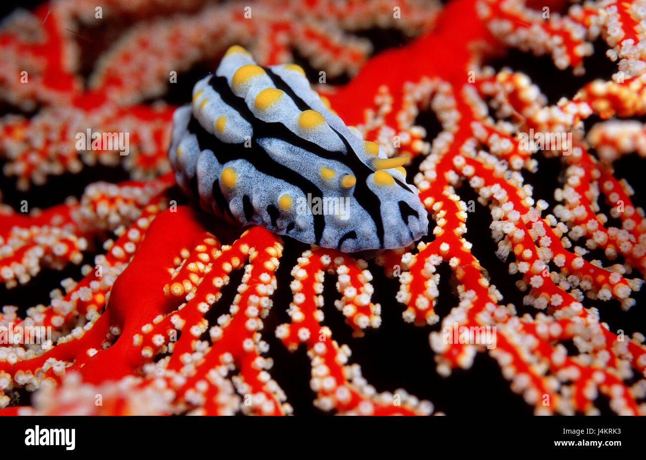 Papilla escargots hi-res stock photography and images - Alamy