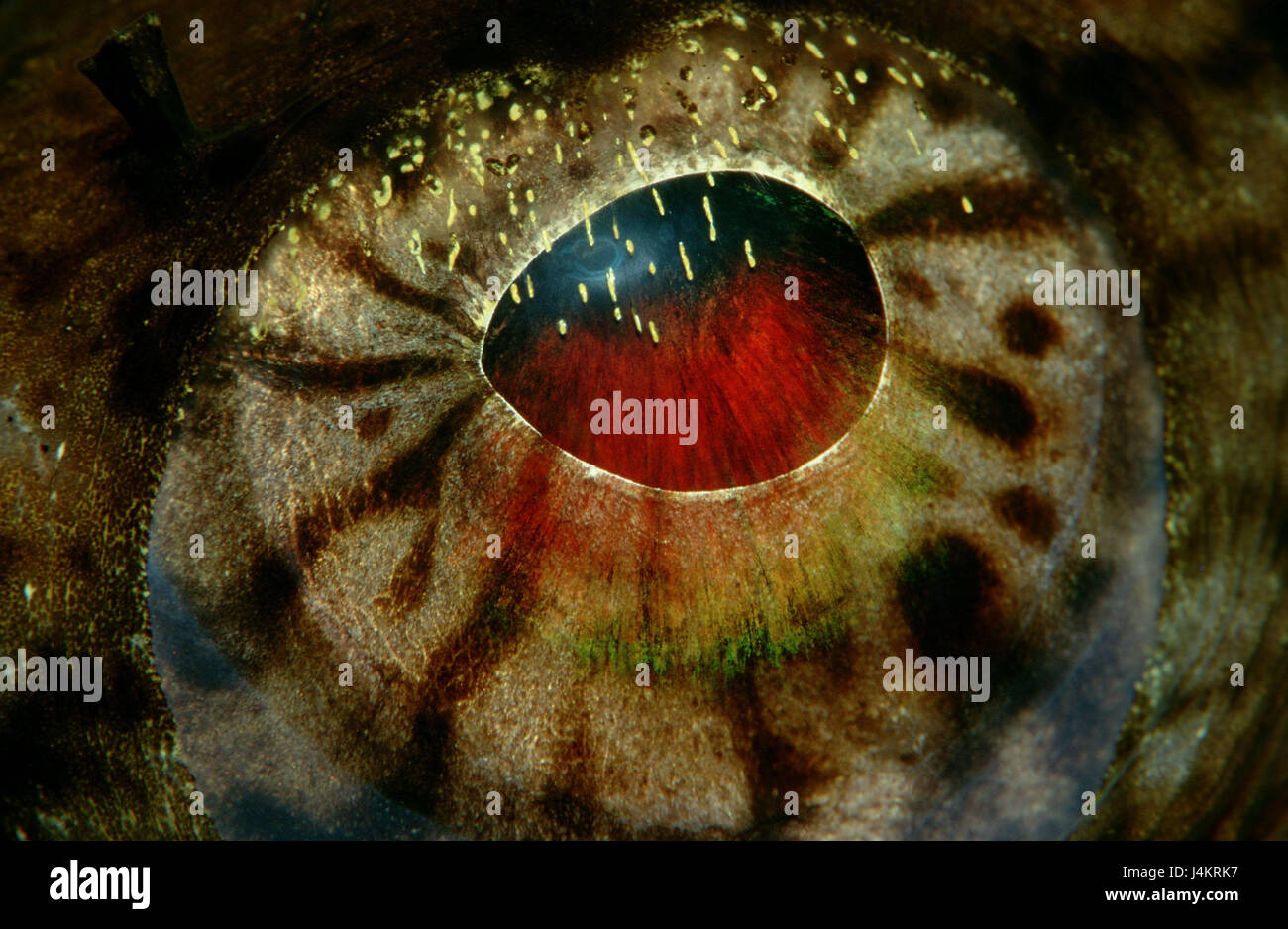 Monkfish lophius hi-res stock photography and images - Alamy