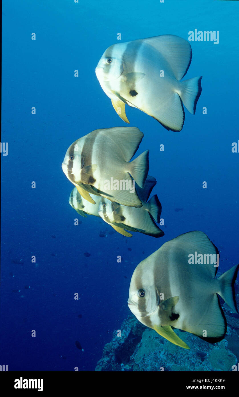 Long fin bat fish, Platax teira Stock Photo - Alamy