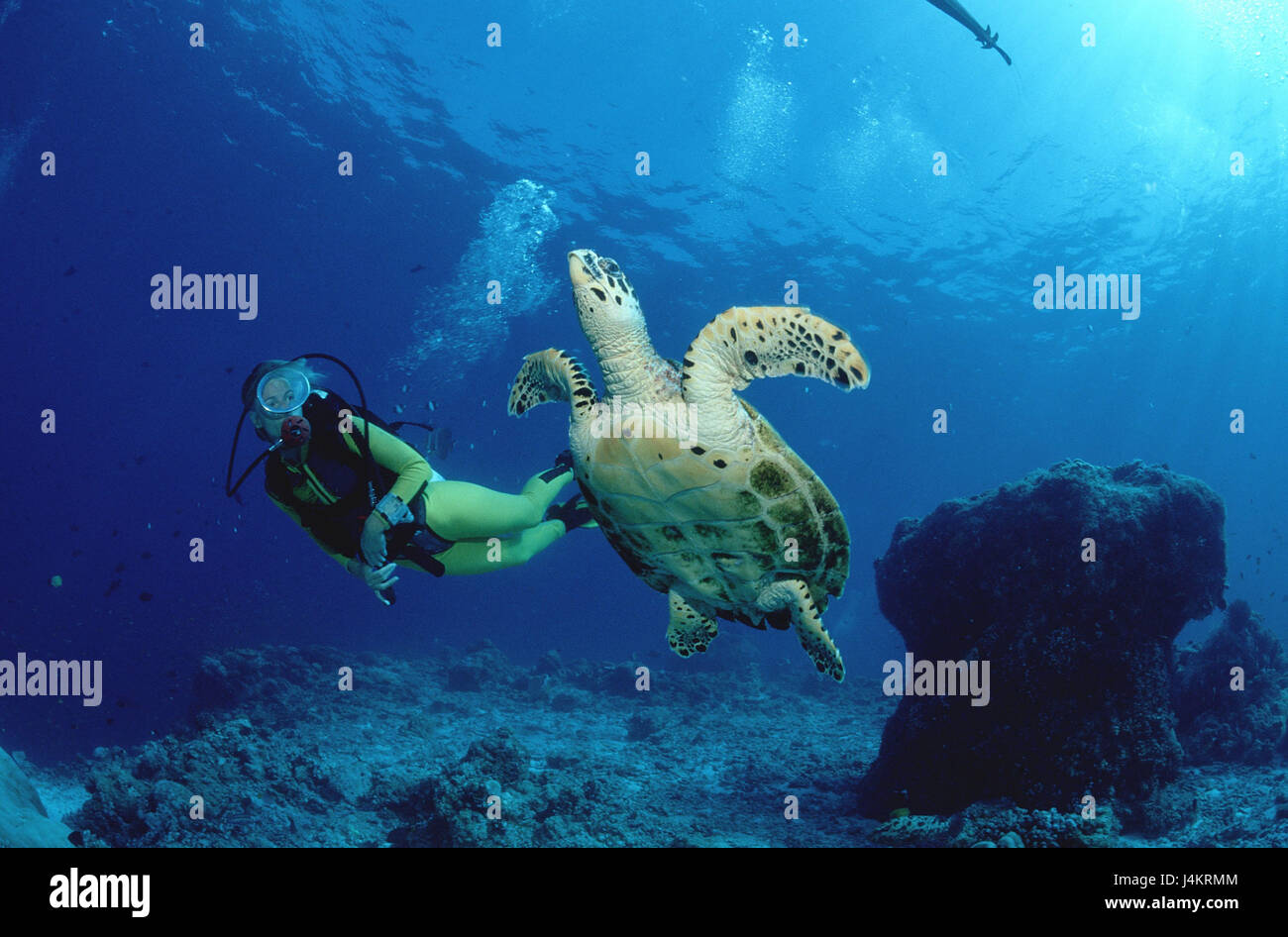 Sea tortoise, Chelonia mydas, diver Stock Photo - Alamy