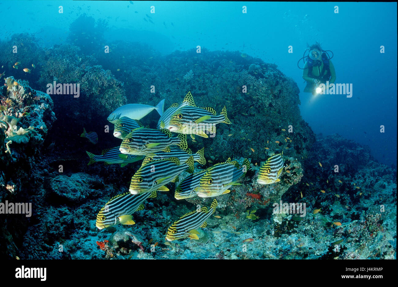 East-sweet lips, Plectorhinchus vittatus, divers Stock Photo - Alamy