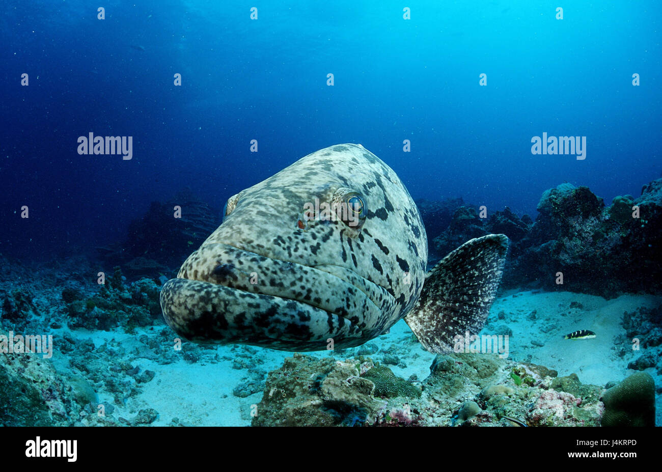 Mottled skin hi-res stock photography and images - Alamy