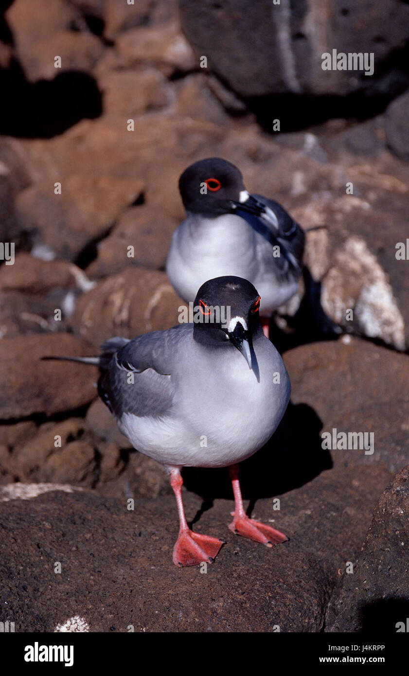 Fork tail gull hi-res stock photography and images - Alamy