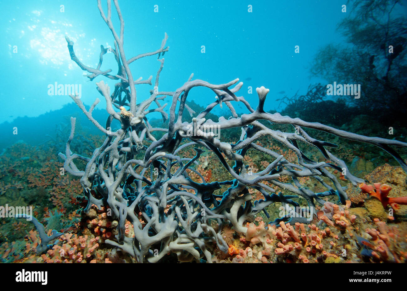 Coral reef, fungus, Porifera Stock Photo - Alamy