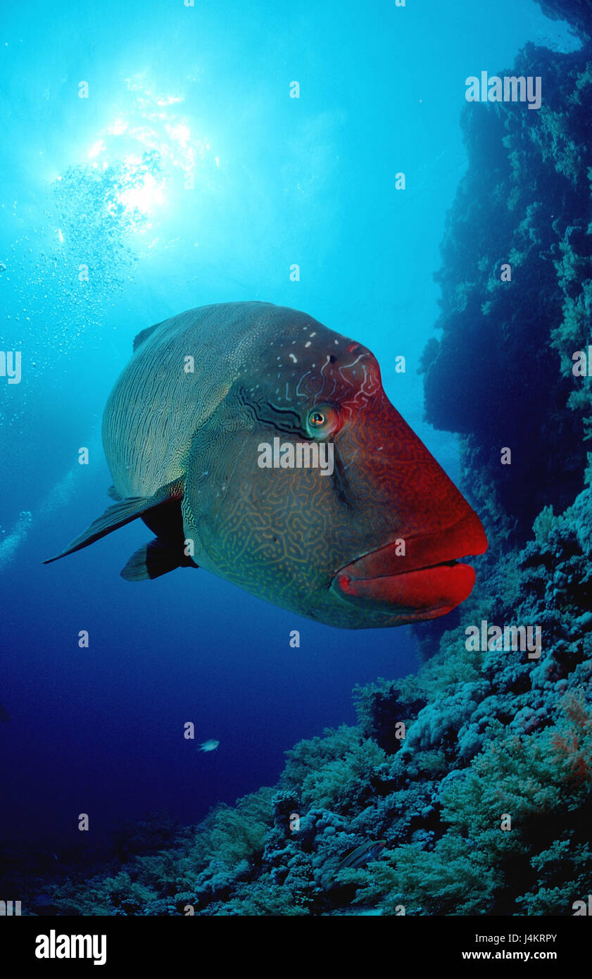 Napoleon's fish, Cheilinus undulatus Stock Photo - Alamy