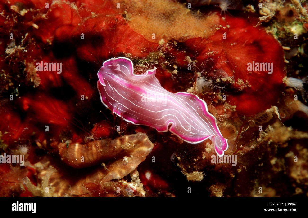 Turbellaria hi-res stock photography and images - Alamy