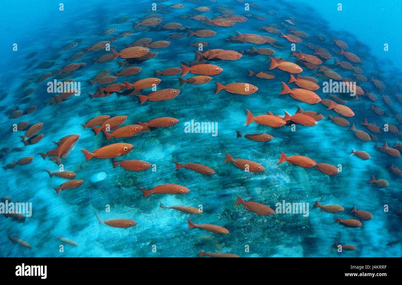 Fish dream, gross suction perches, Priacanthus hamrur, formation ...