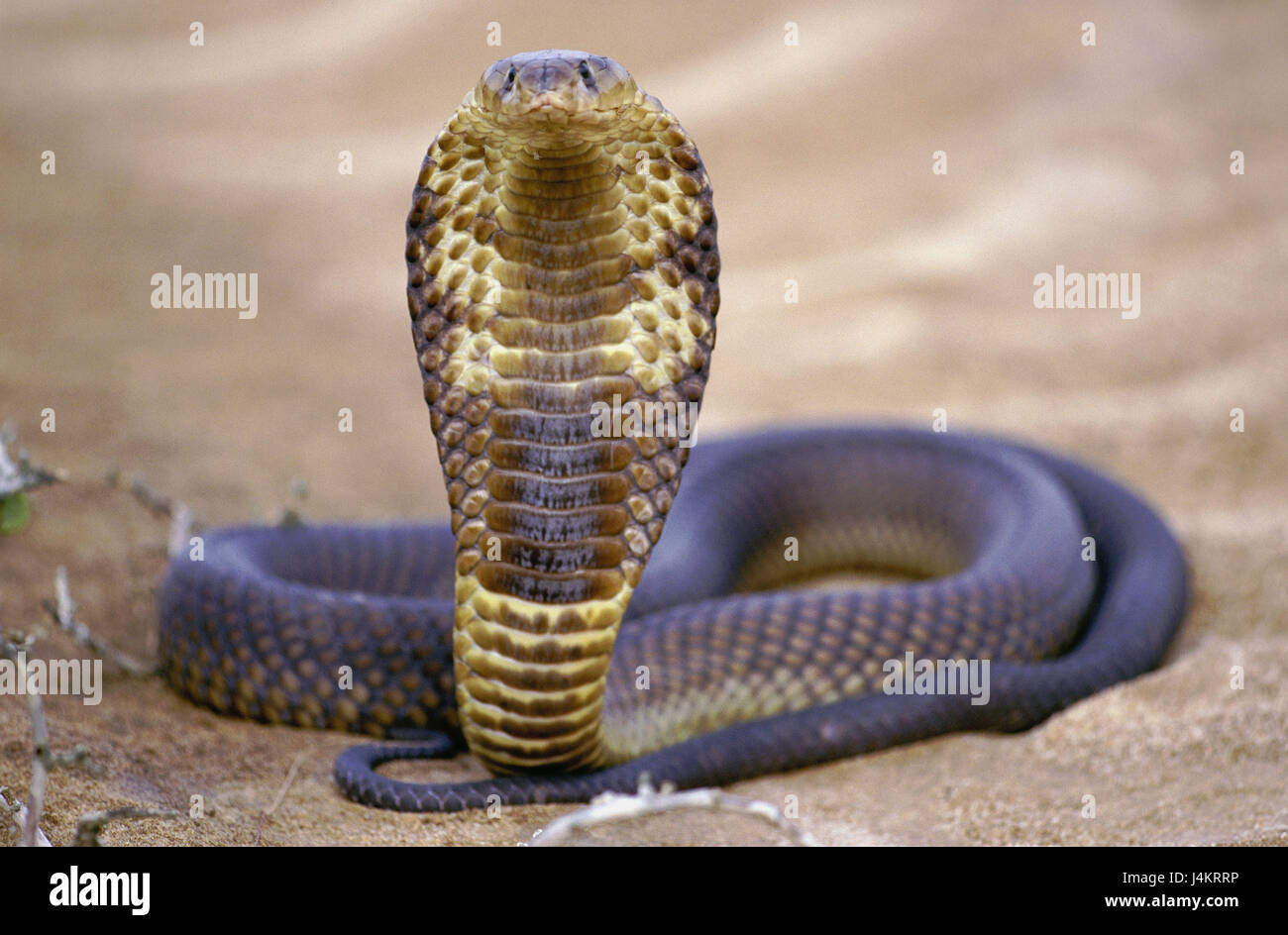 Egyptian cobra hi-res stock photography and images - Alamy