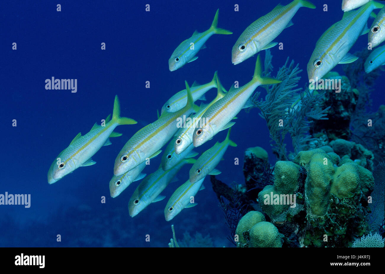 Yellow red mullets, Mulliodichthys martinicus Stock Photo - Alamy