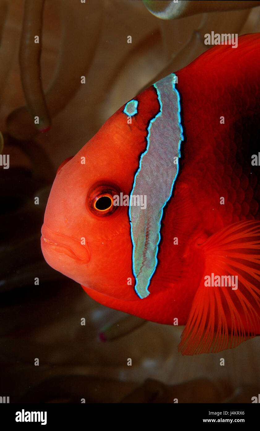 Fish skin bandage hi-res stock photography and images - Alamy