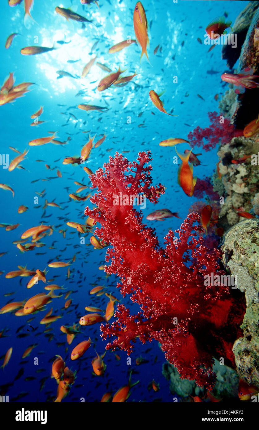 Coral reef, flag perches, Pseudanthias squamipinnis Stock Photo - Alamy