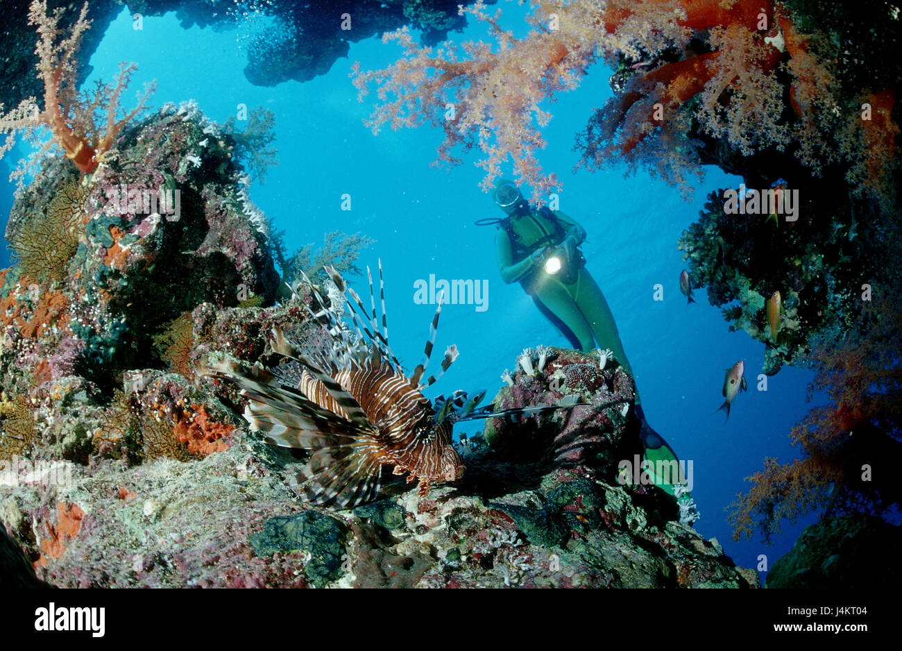 Coral reef, red fire fish, Pterois volitans, diver Stock Photo - Alamy
