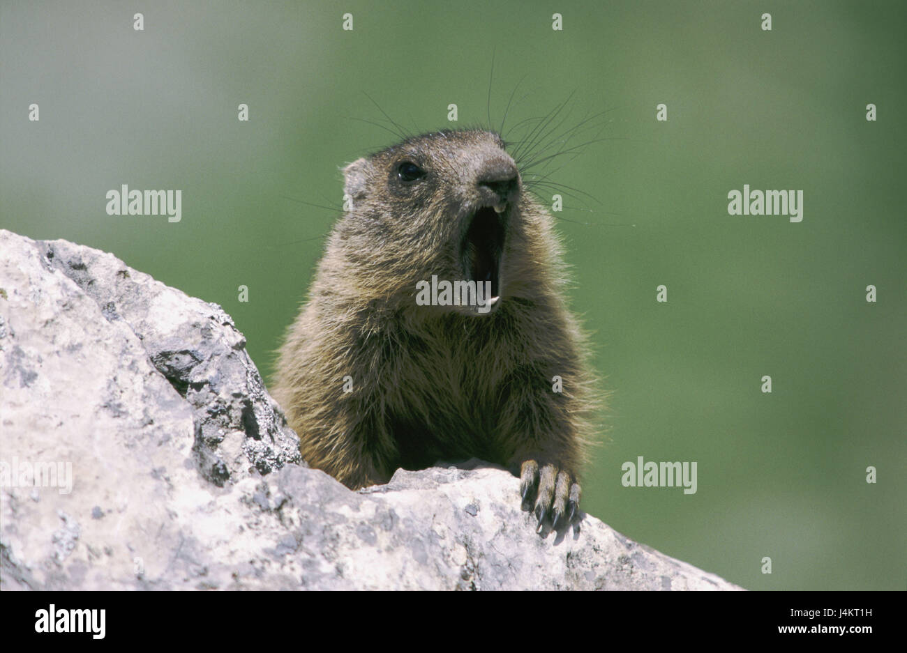 Austria, Tyrol, Rofangebirge, rock, detail, alp groundhog, Marmota ...