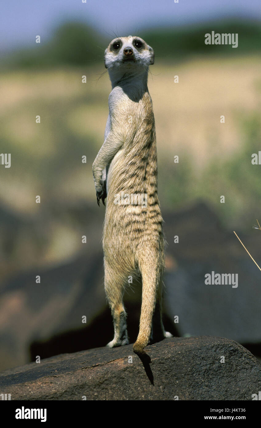 Namibia, earth little man, Suricata suricatta, raised Africa, South ...