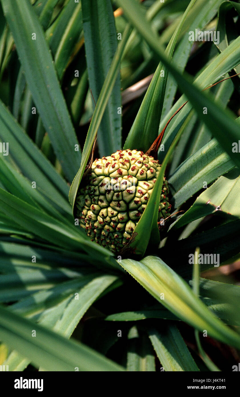 Pandanus sp hi-res stock photography and images - Alamy