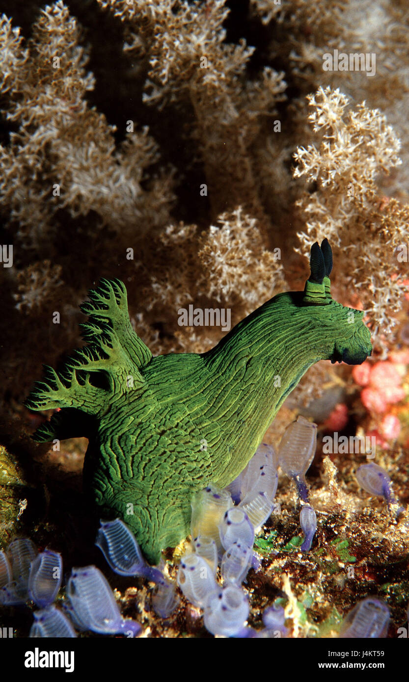 Green Sea Slug Hybrid