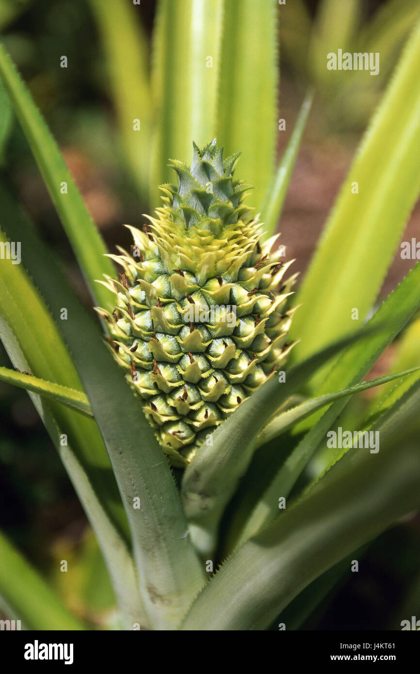 Rosette shrub, pineapple comosus Africa, the Comoro Archipelago, island ...