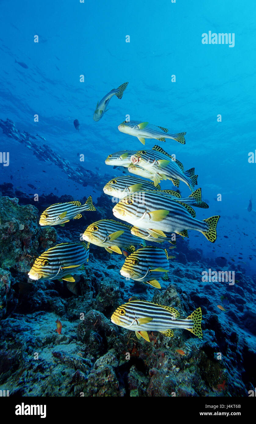 East-sweet lips, Plectorhinchus vittatus Stock Photo - Alamy