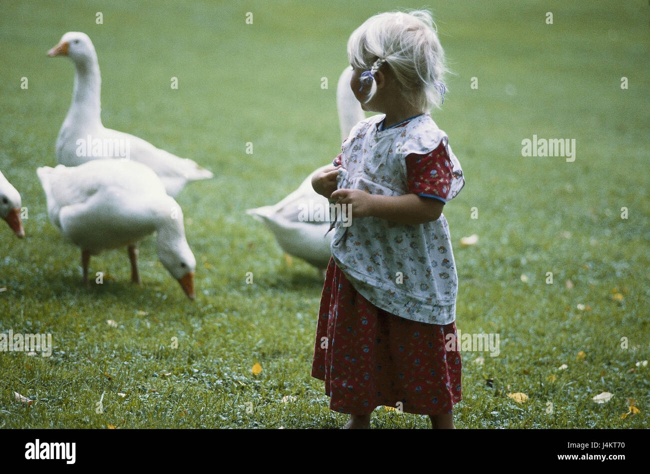 Meadow, infant, girl, geese child, blond, 'Gänseliesel', childhood ...