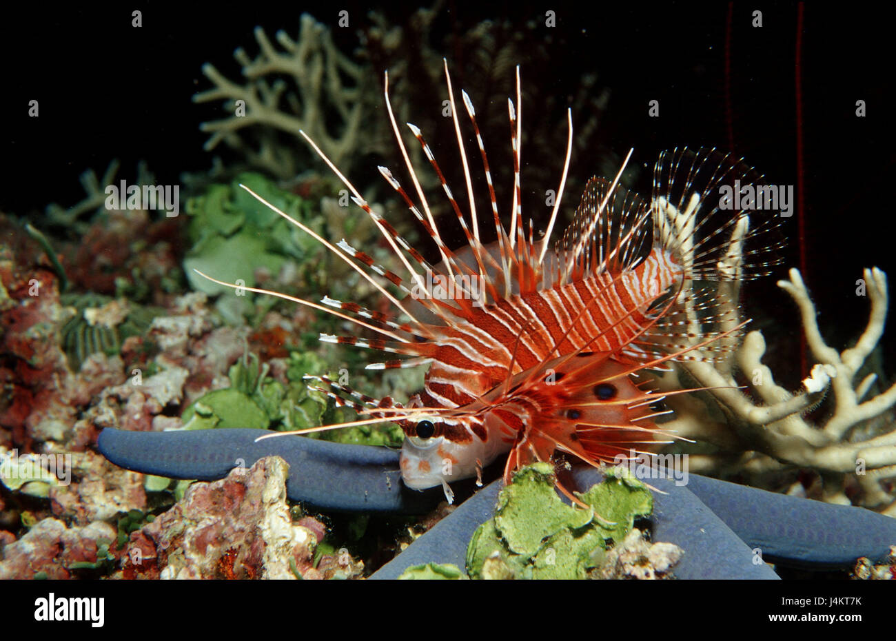 Aerials-fire fish, Pterois antennata Stock Photo - Alamy