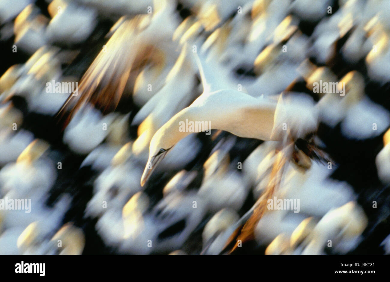 Cape gawks, Morus capensis, land approach outside, Africa, South Africa ...