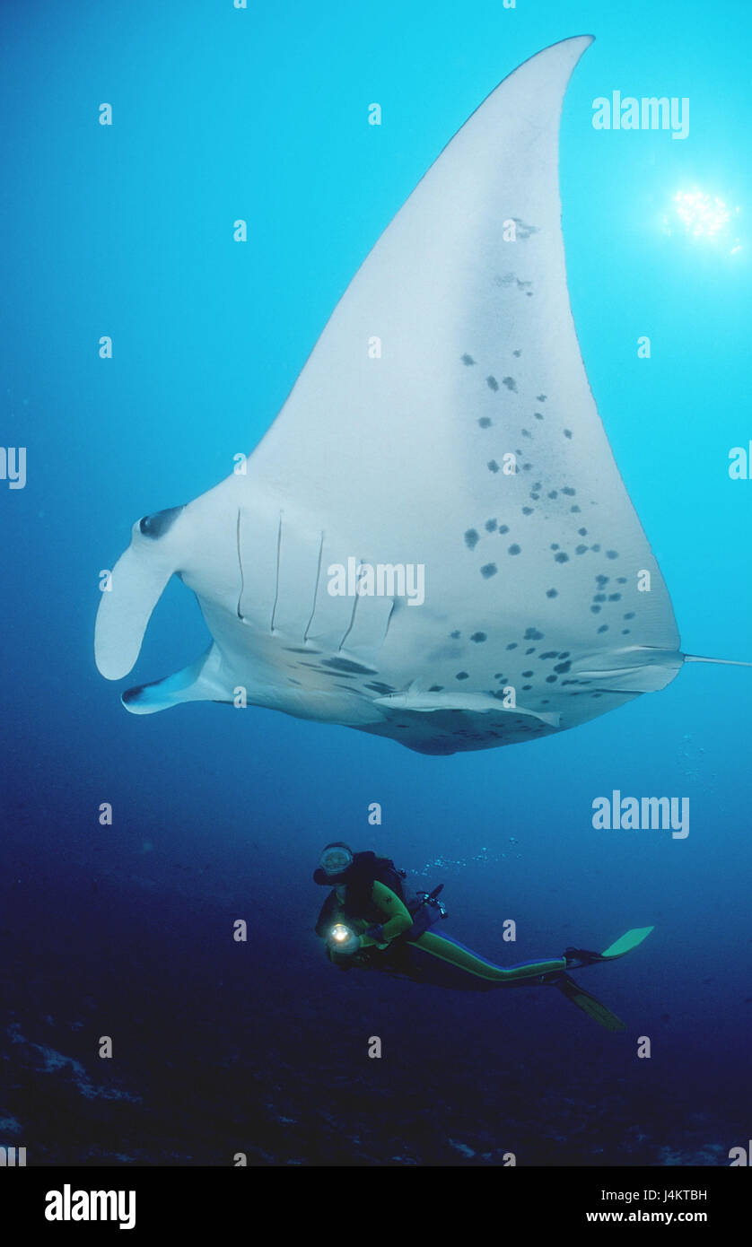 Diver manta rays birostris hi-res stock photography and images - Alamy