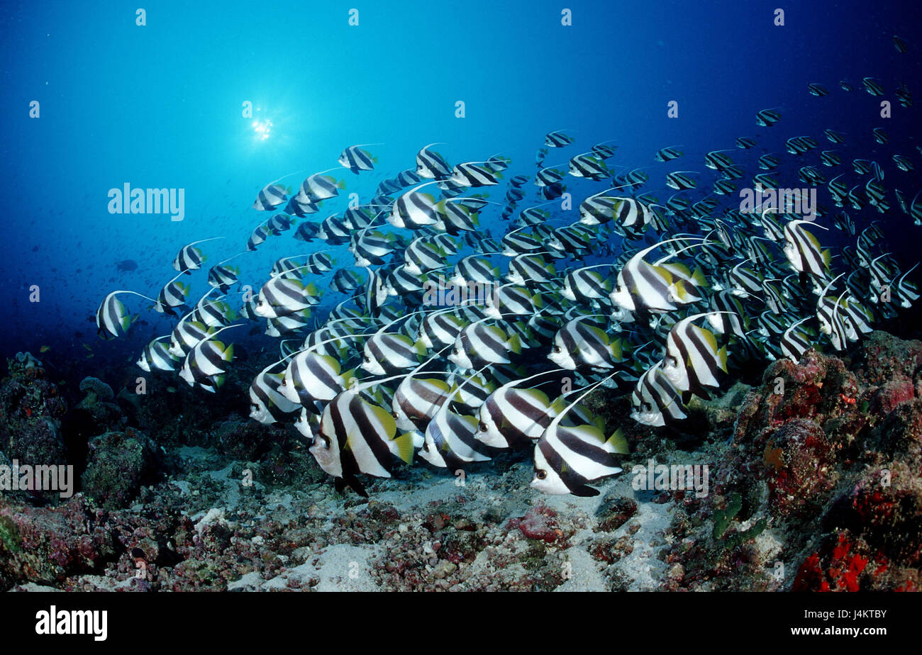 Pennant fish hi-res stock photography and images - Alamy