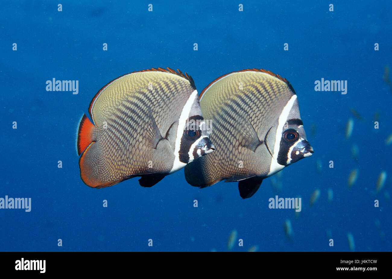 Fish in pairs hi-res stock photography and images - Alamy