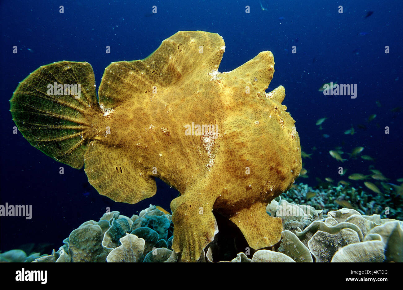 Toad fish hi-res stock photography and images - Alamy