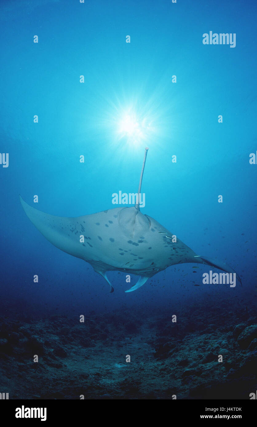 Manta rays skin hi-res stock photography and images - Alamy