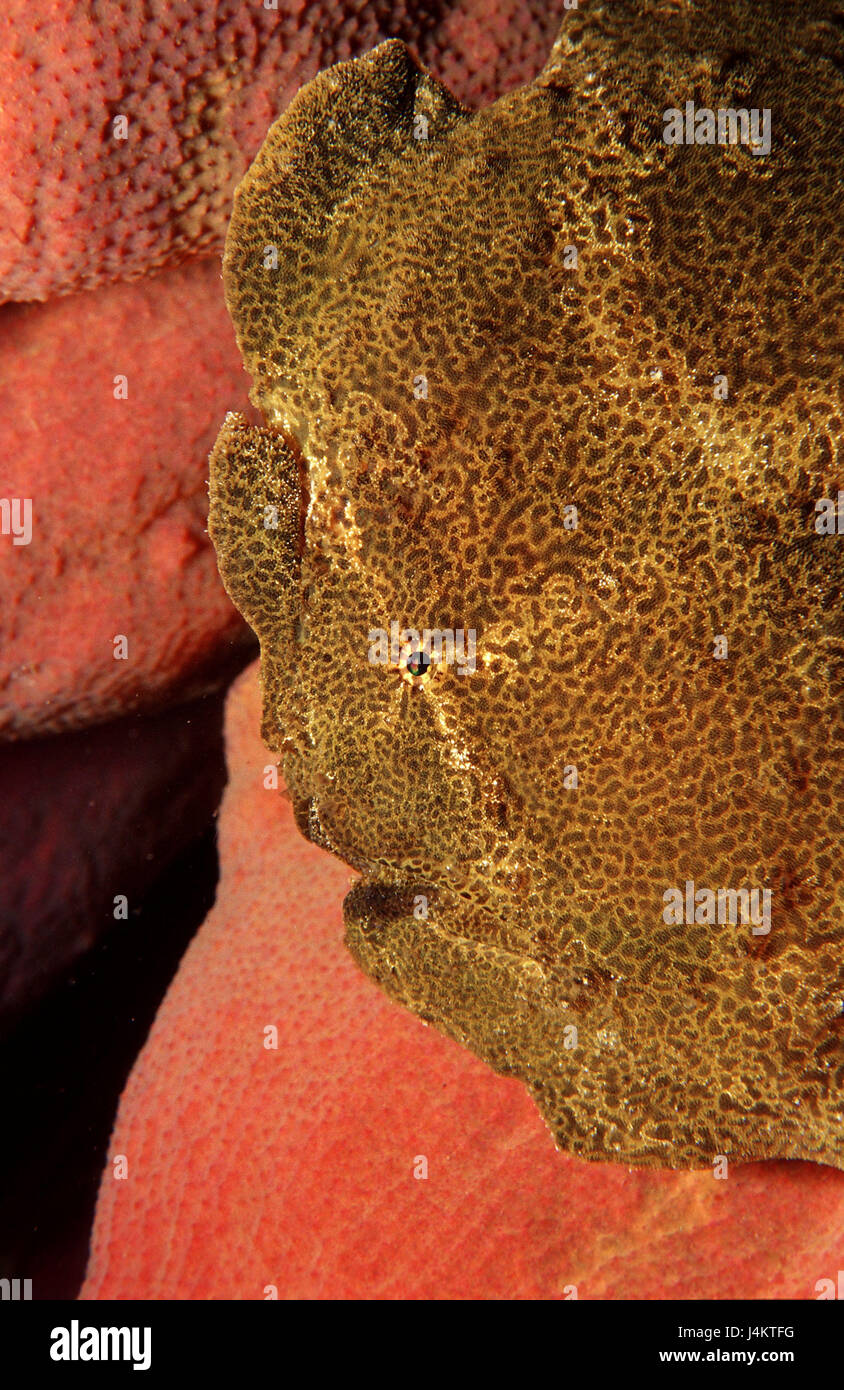 Giant-angler's fish, toad fish, Antennarius commersonii, close up Stock ...