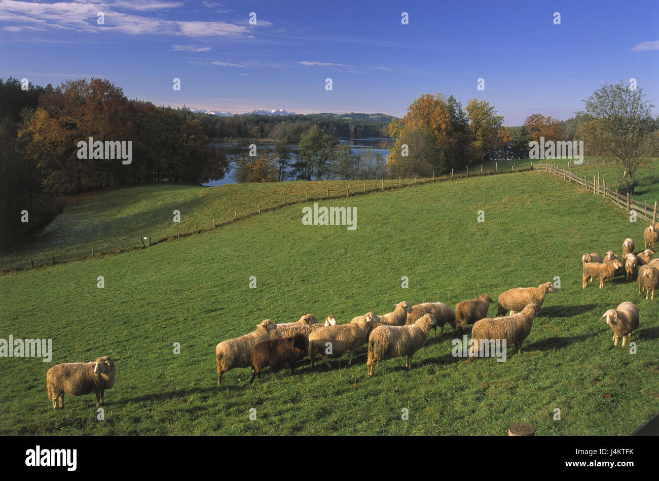 Germany, Bavaria, Chiemgau, mountain pasture, sheep Europe, Eggstätter ...