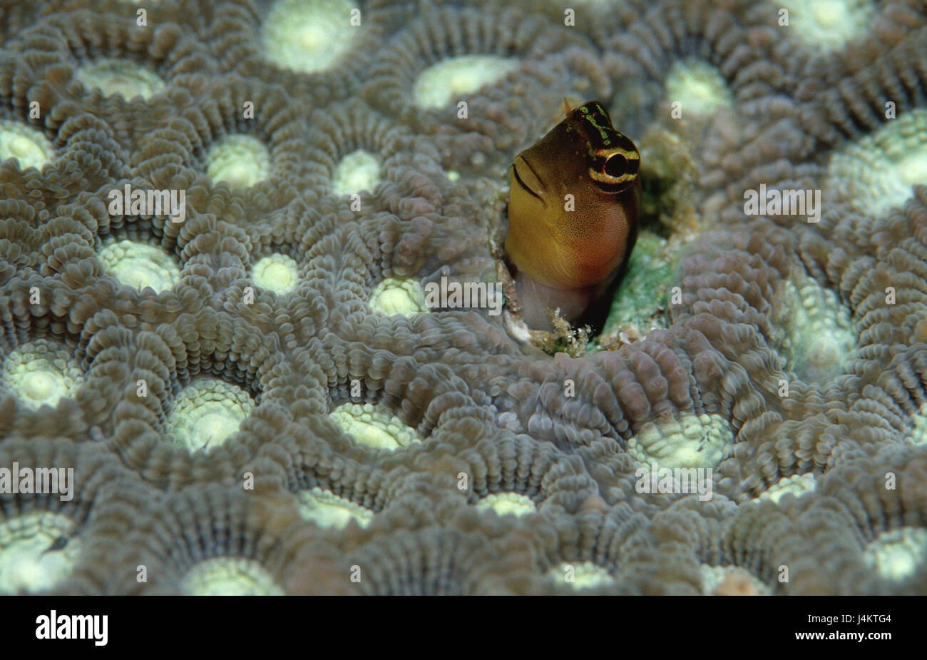 Baths Kammzähner, Ecsenius bathi, coral Stock Photo - Alamy