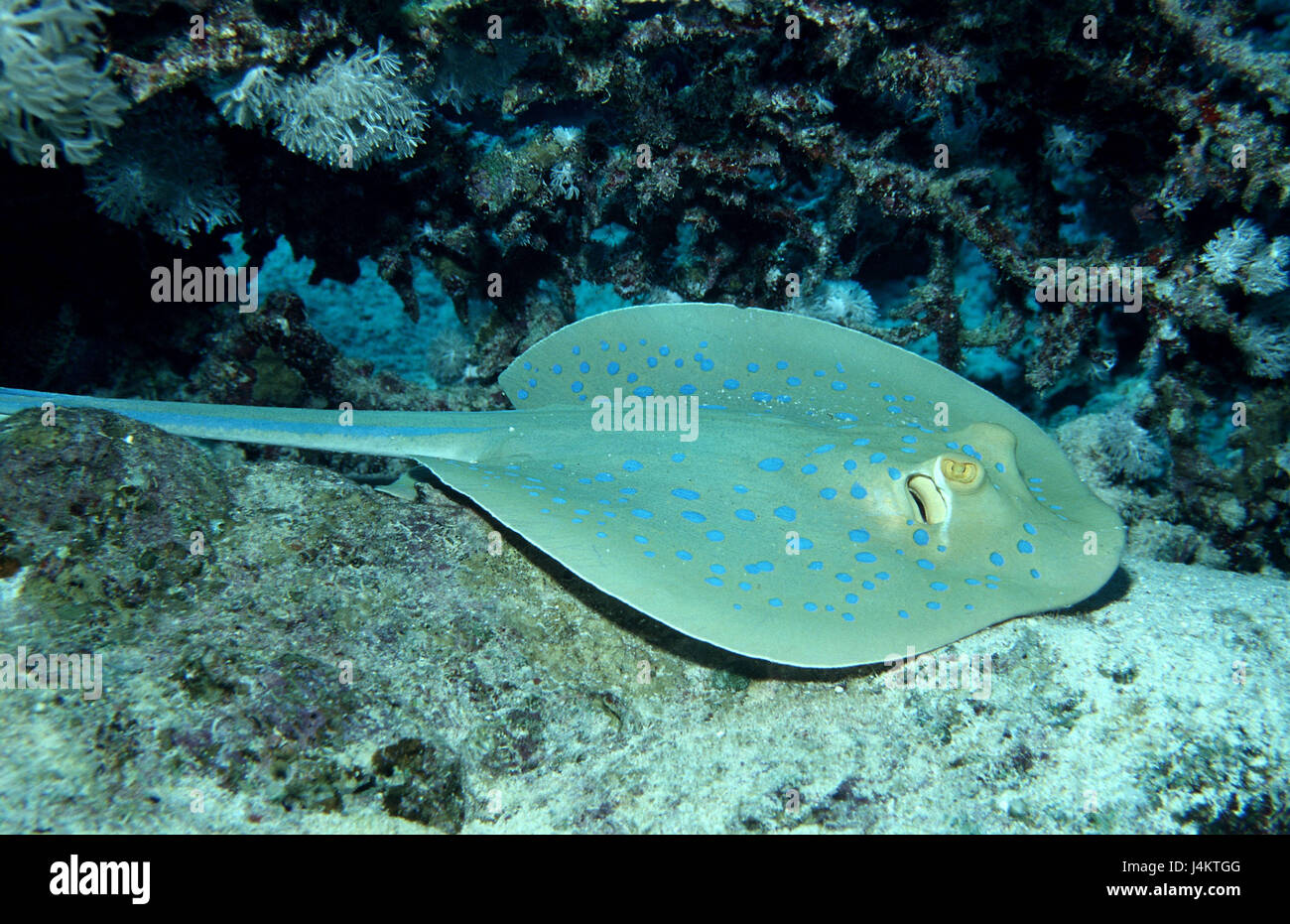 Blue dot sting rays hi-res stock photography and images - Alamy