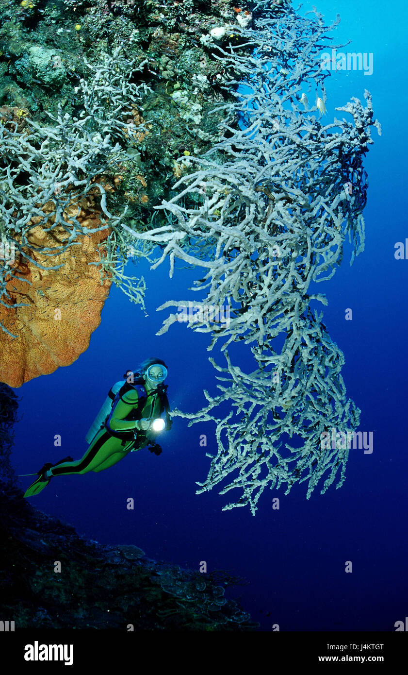 Diver, coral reef Stock Photo - Alamy